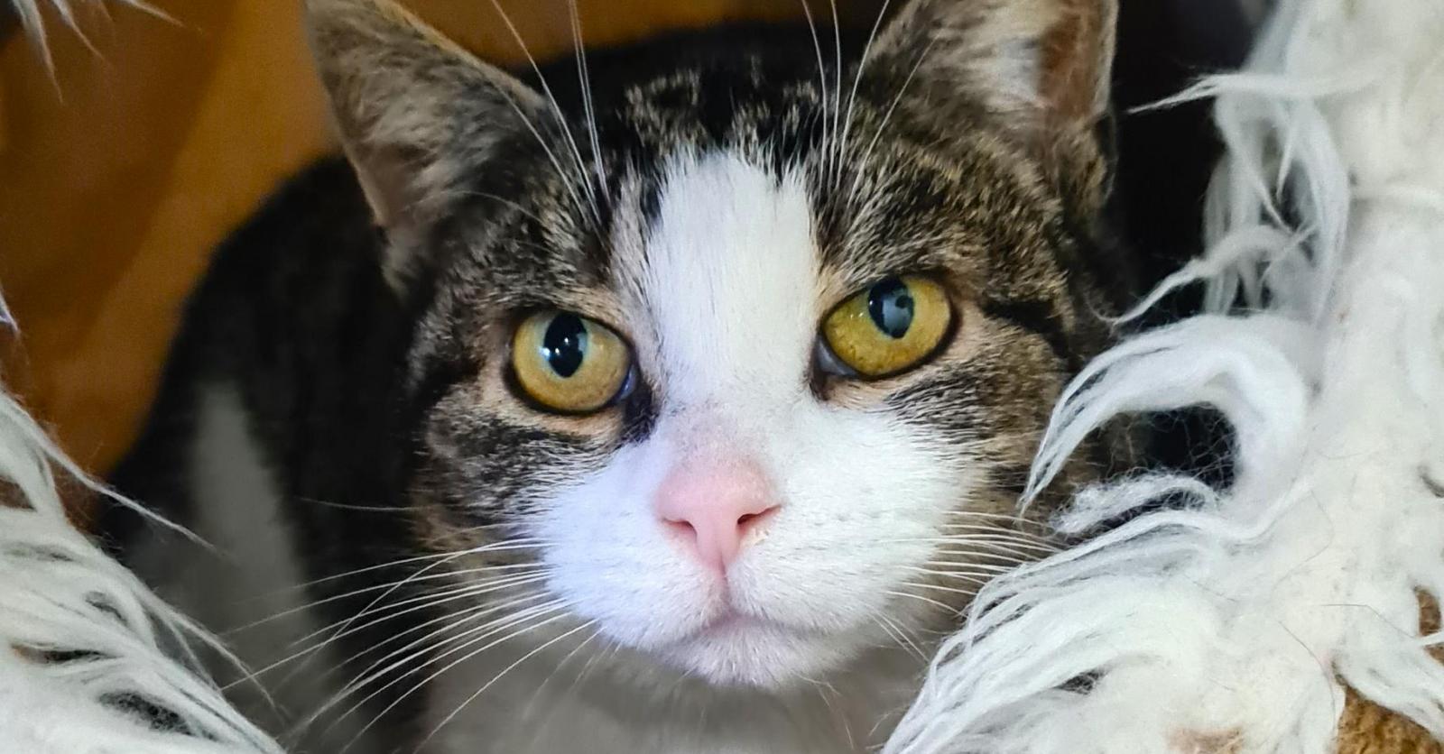 Molly (7) is katje met een rugzakje - KW.be