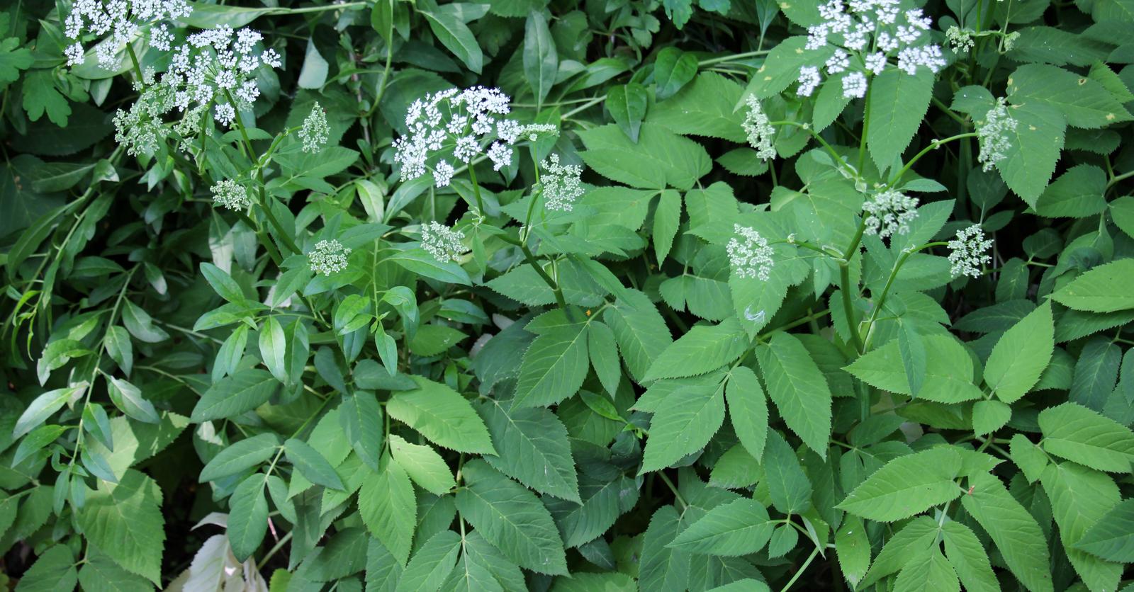 Zevenblad: zo weer je deze woekeraar uit je tuin - Libelle