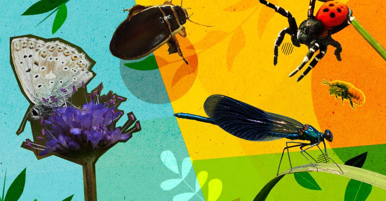 Canon van de Vlaamse Natuur: welk insect of welke spin fascineert u het ...