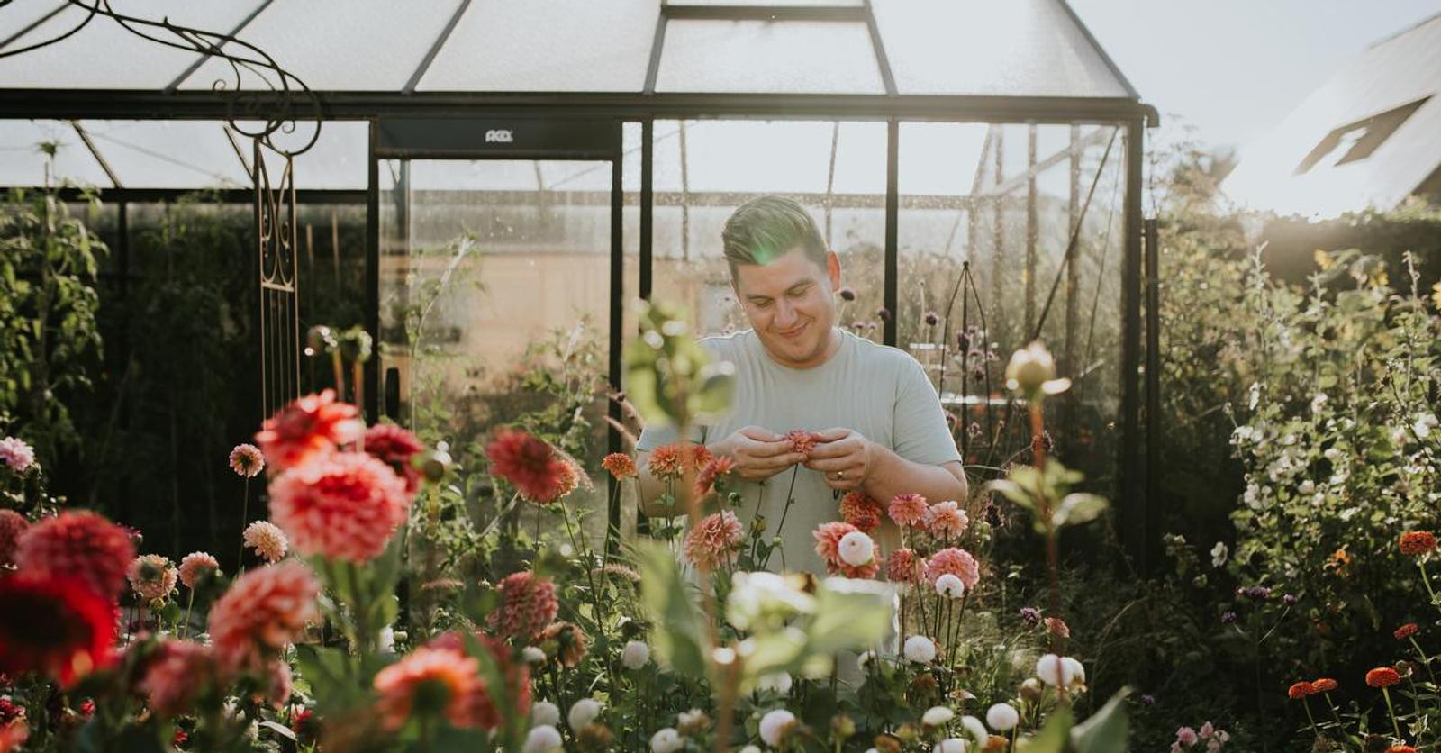 Dahlia: ode aan de koningin van de pluktuin