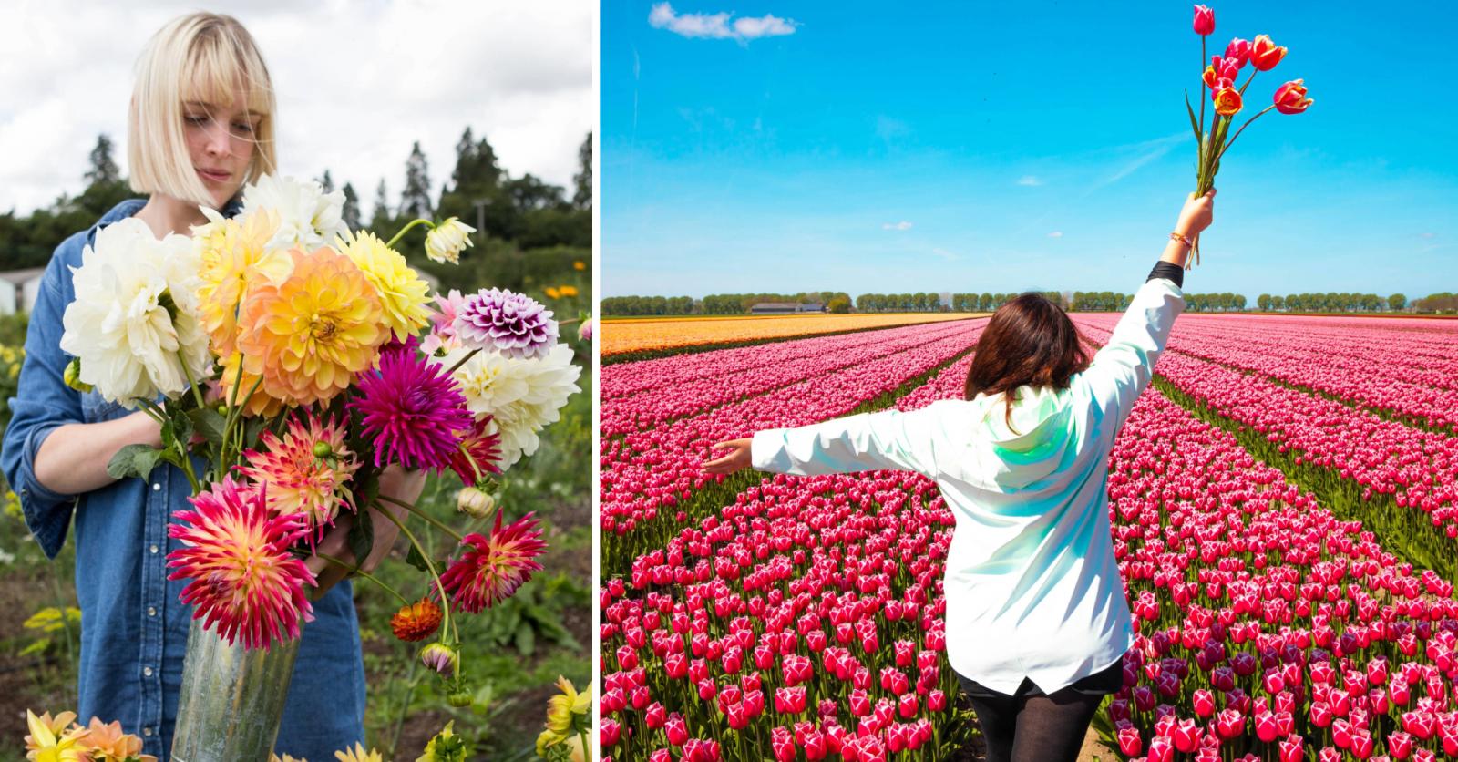 La liste des champs de fleurs à couper en libre service en Wallonie