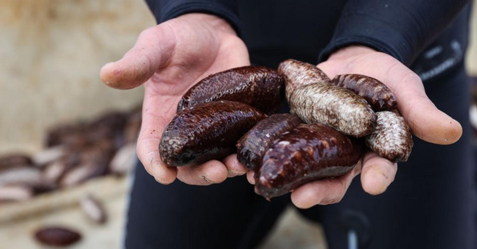 «Concombres de mer» : curieuses holothuries