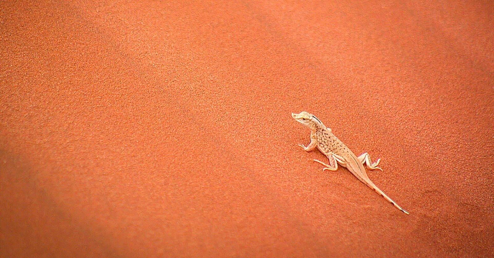 Les exploits du monde animal - Télépro
