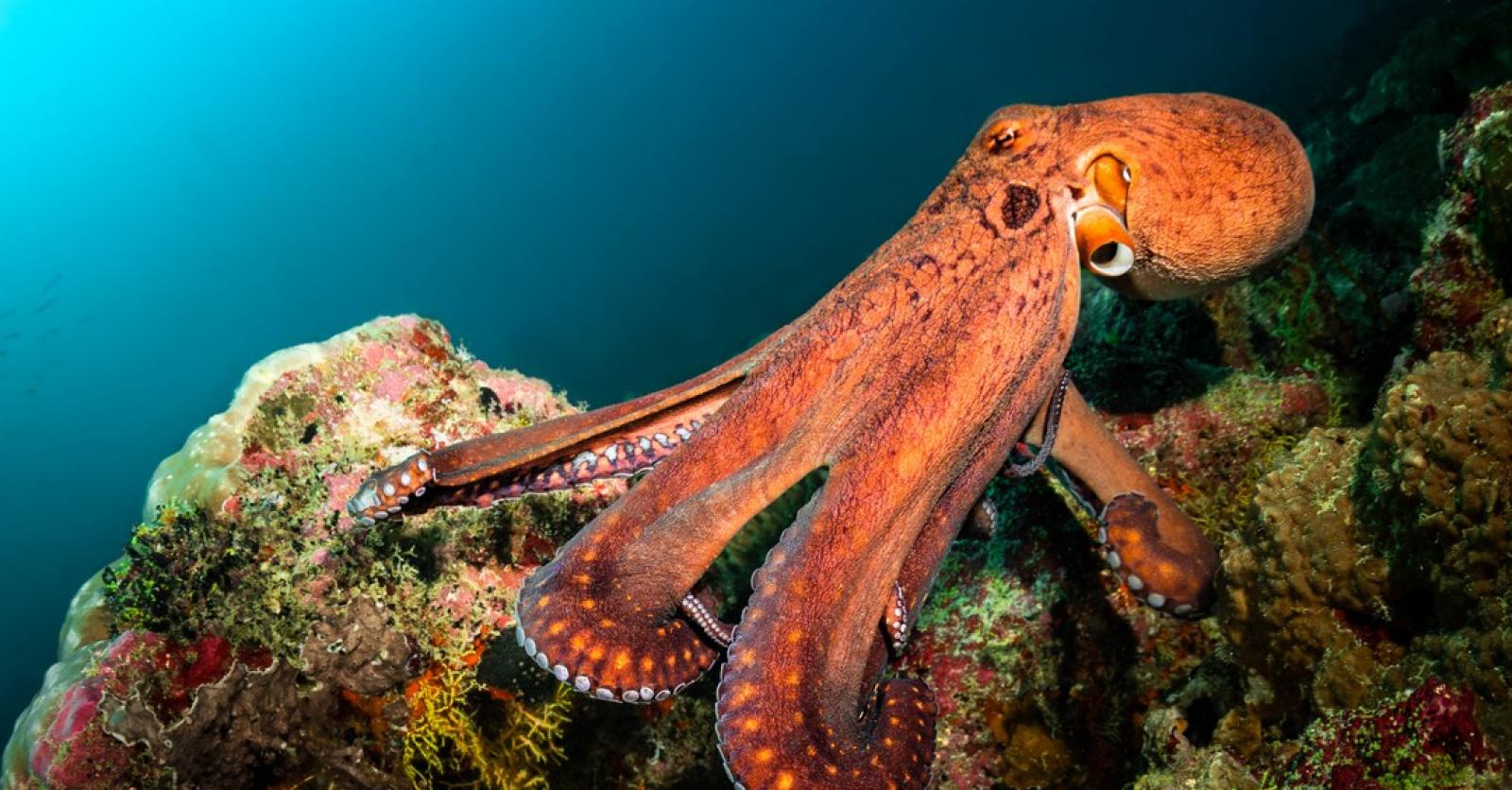 La pieuvre dans ses œuvres