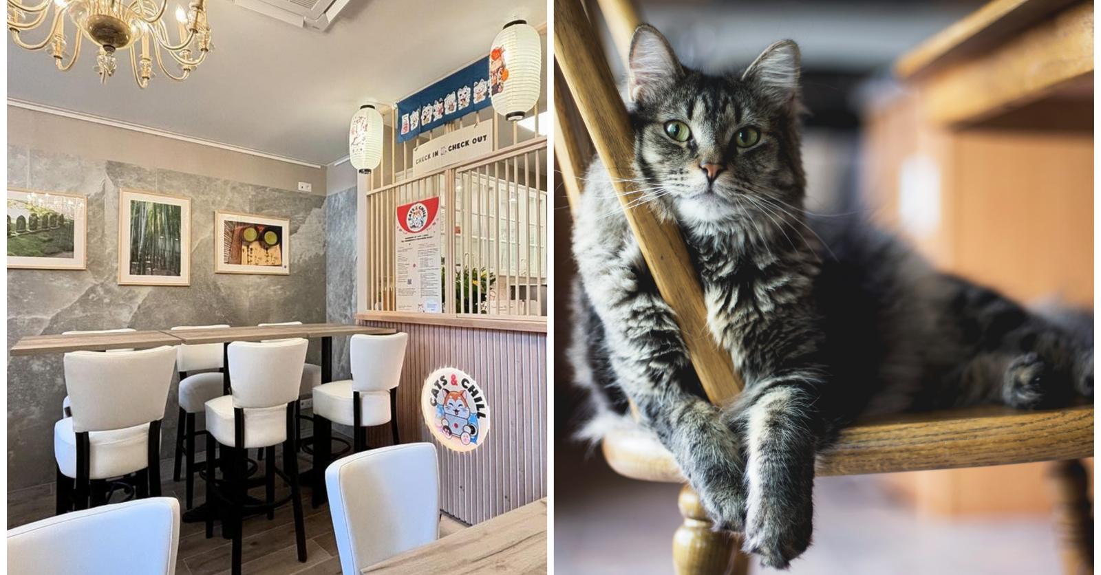Mons: travaillez entouré de chats au Cats & Chill Coworking Café!