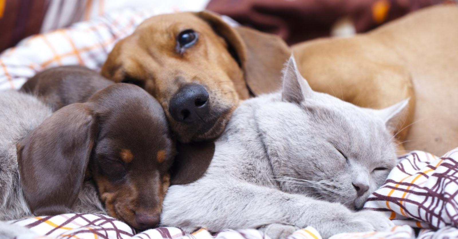 Les animaux vont être reconnus comme êtres sensibles en Wallonie