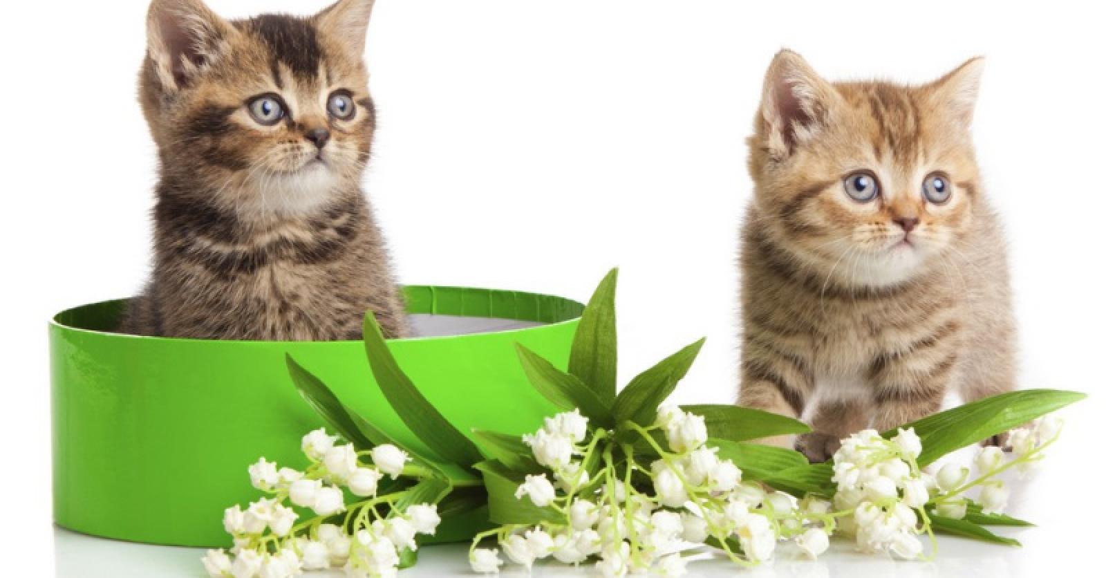 1er mai : 3 choses à savoir sur la fête du travail