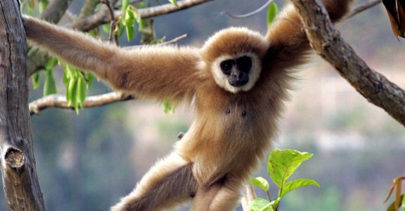 Kenya : un singe à l'origine d'une panne d'électricité nationale