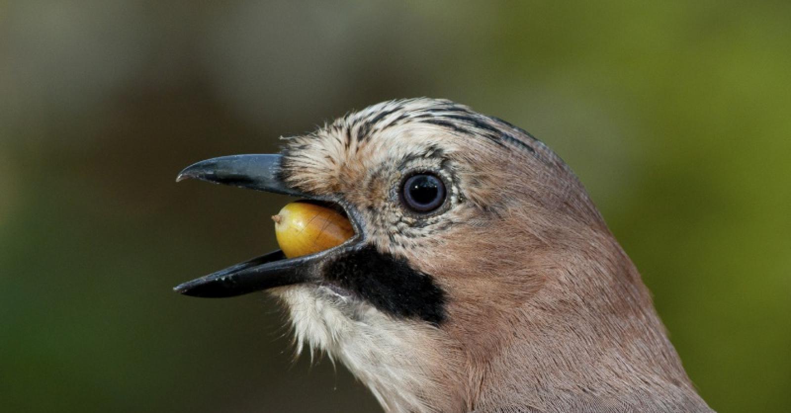 Ce week-end, plus de 40 oiseaux ont été recensés en moyenne par jardin ...