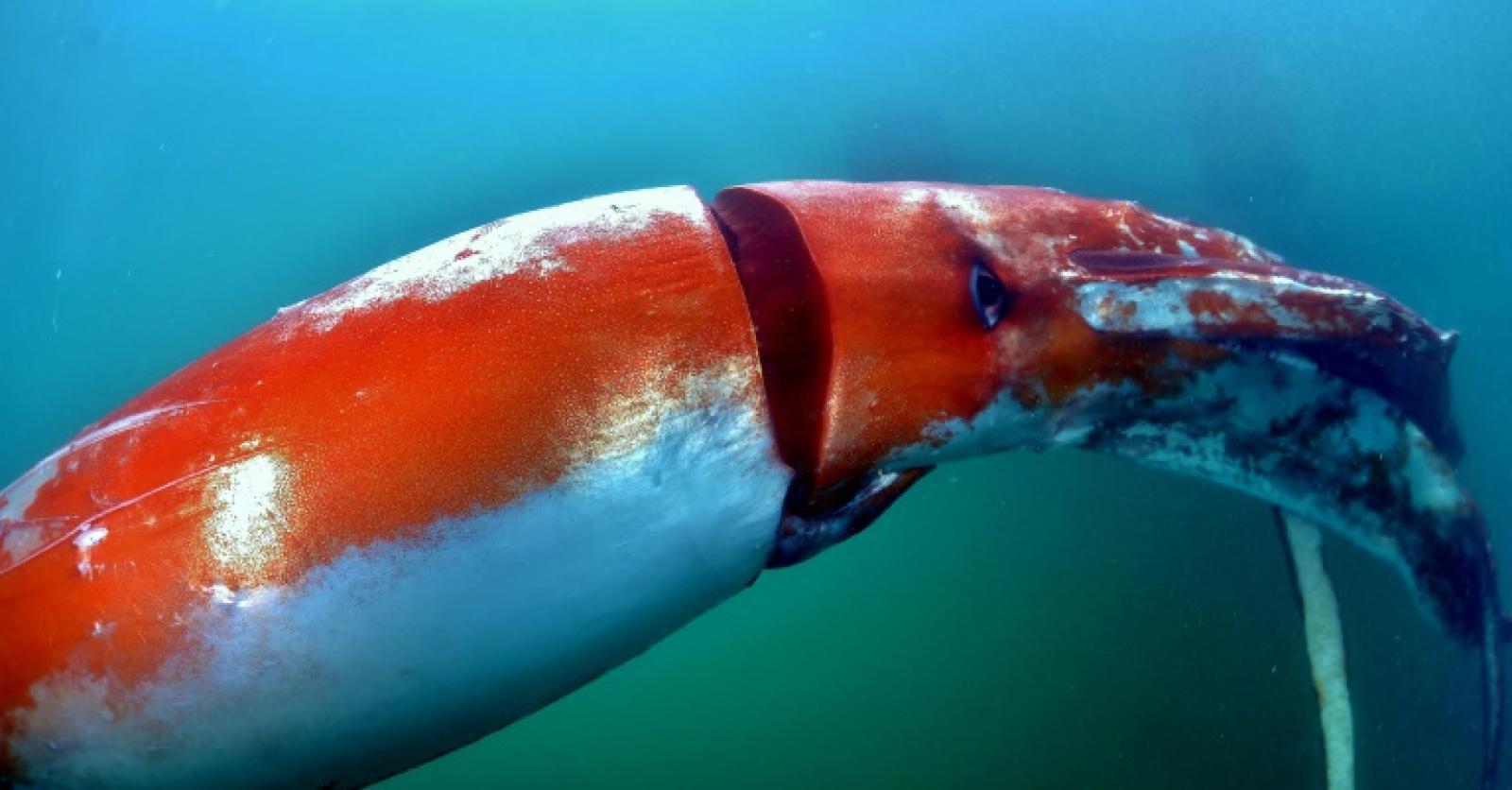 Un calamar géant fait sensation dans un port japonais