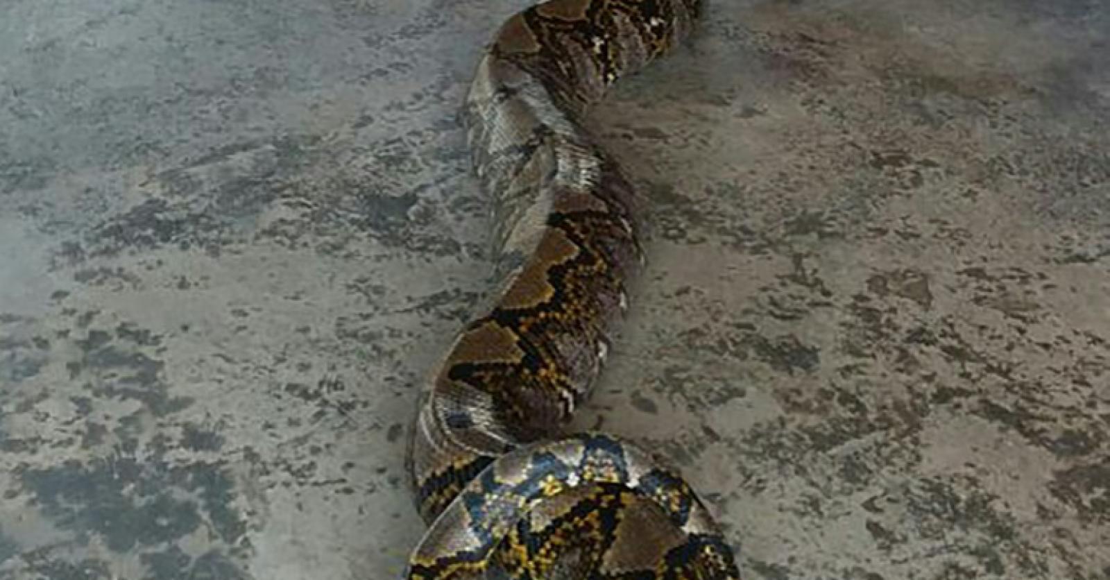 Malaisie: un python géant retrouvé sur un chantier de construction