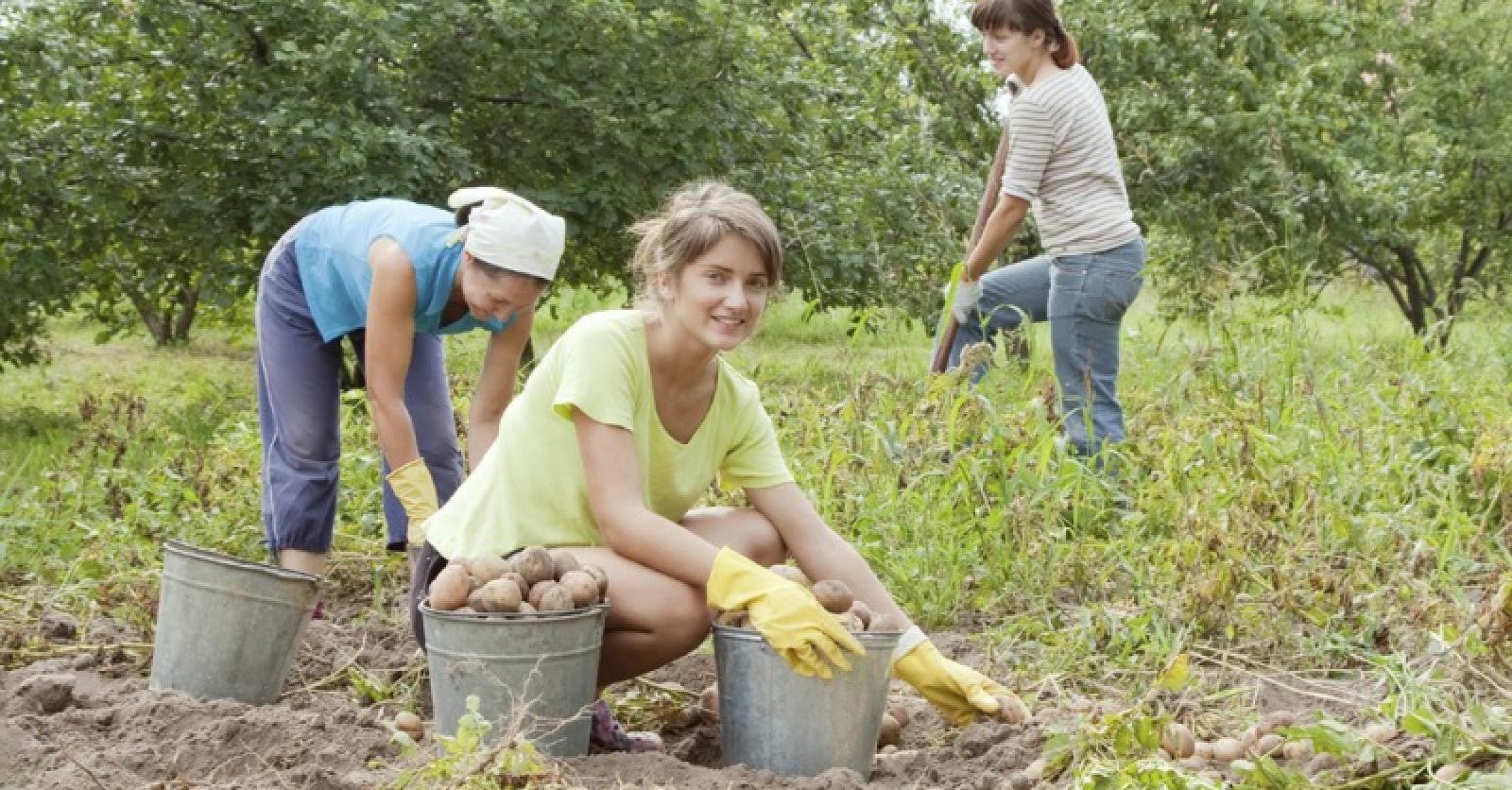 Partez en mode Wwoofing
