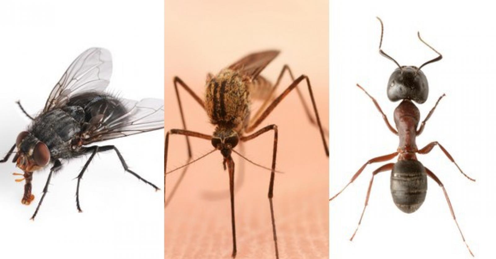 Mouches, moustiques, fourmis : voici quelques astuces pour les chasser Mouches, moustiques, fourmis : voici quelques astuces pour les chasser