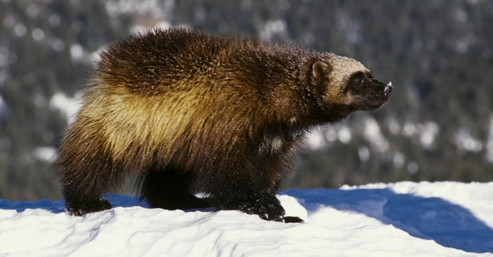 Farouche et puissant glouton