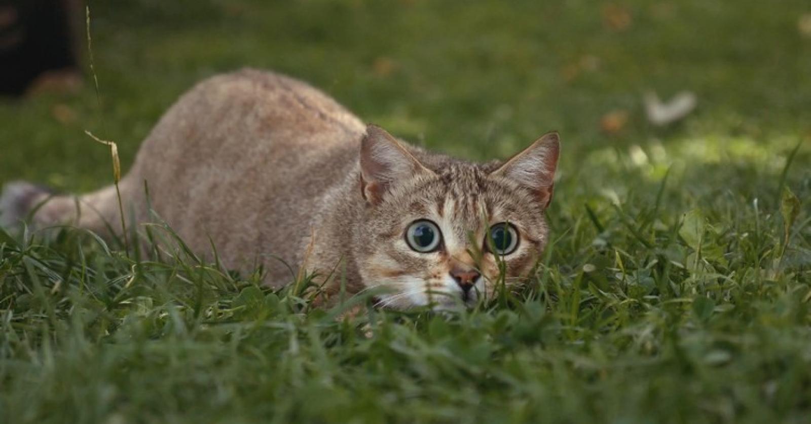 Chacun cherche son chat