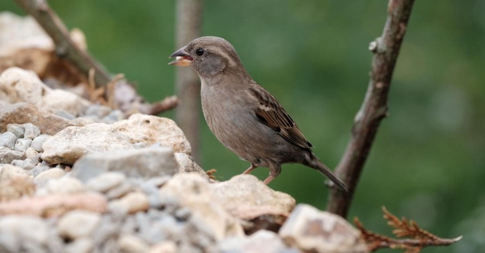 Où sont passés les moineaux