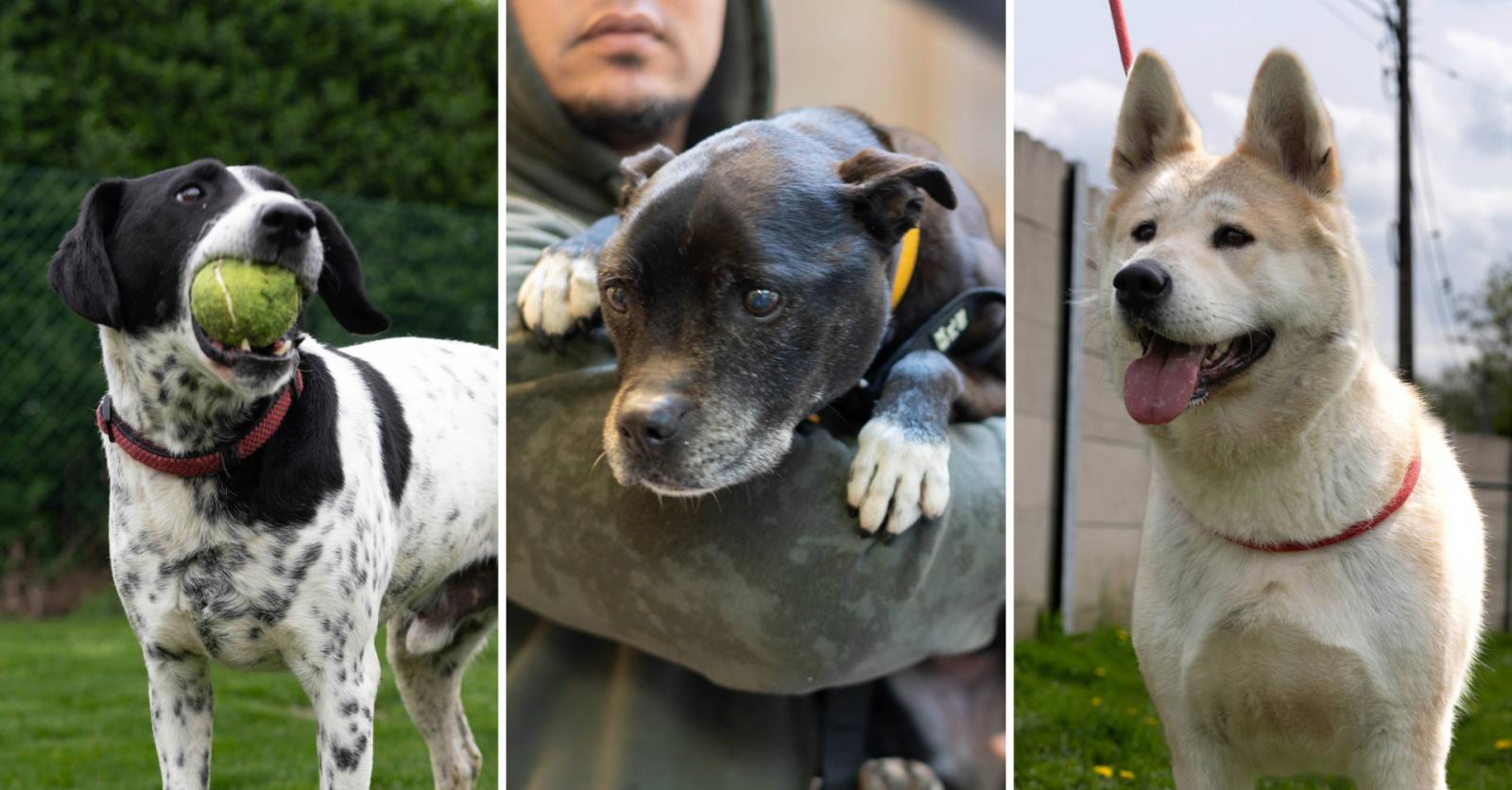 Ces 14 chiens de refuge à adopter urgemment