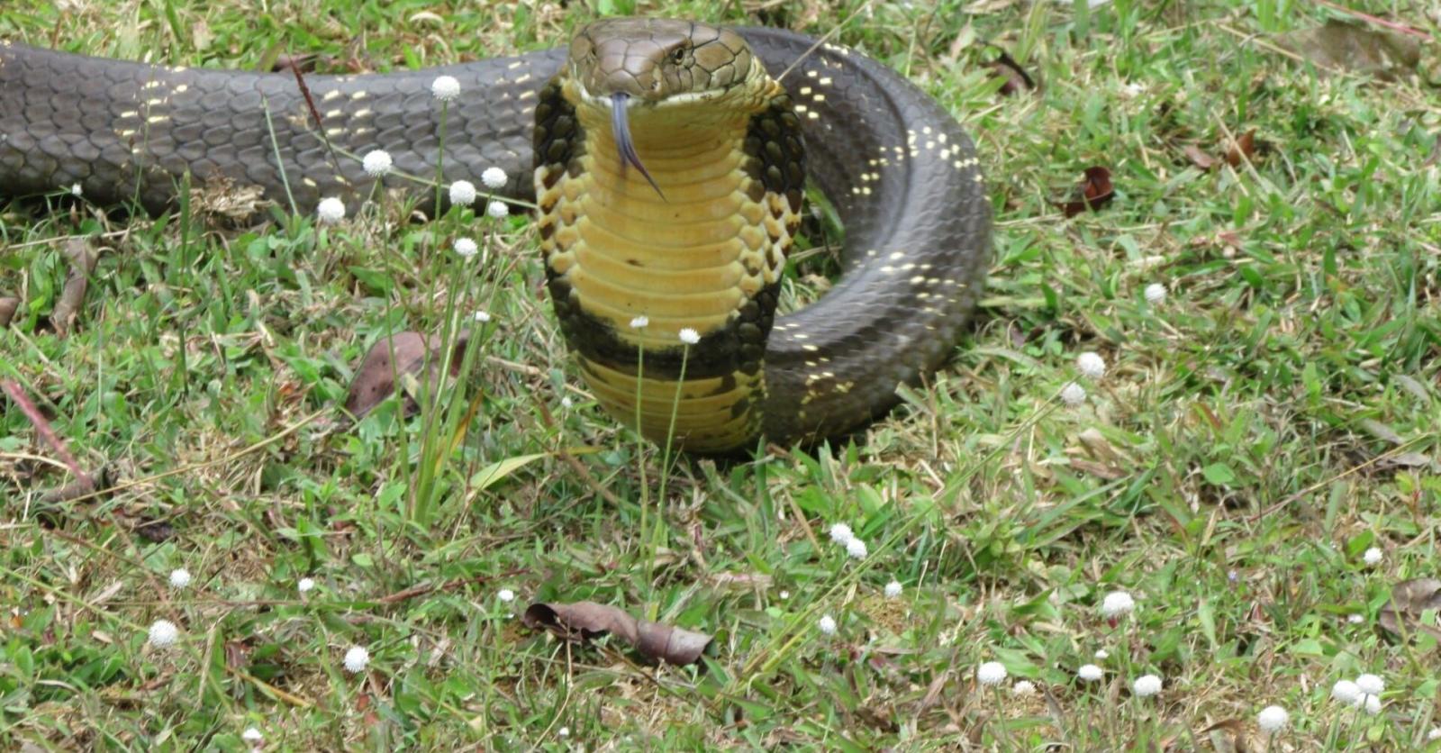 A la recherche du Cobra royal - Télépro