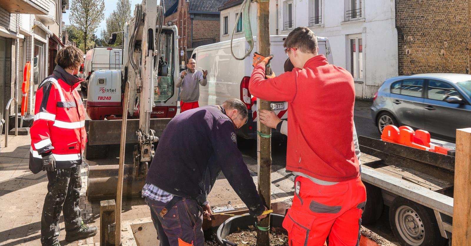 Steeneiken fleuren centrum Gistel op - KW.be