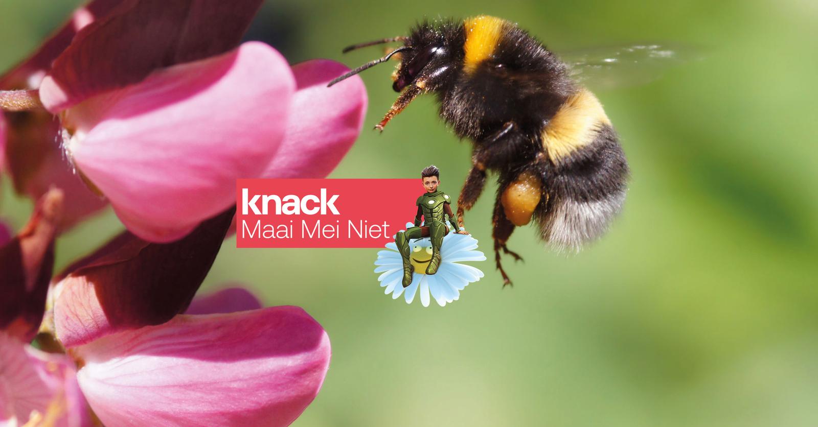 Kent ú het verschil tussen een bij, een wesp, een zweefvlieg en een ...