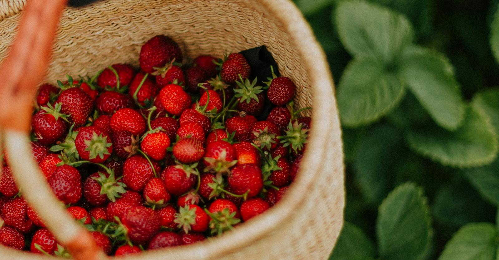 Voici où cueillir vous-même vos fraises en Belgique