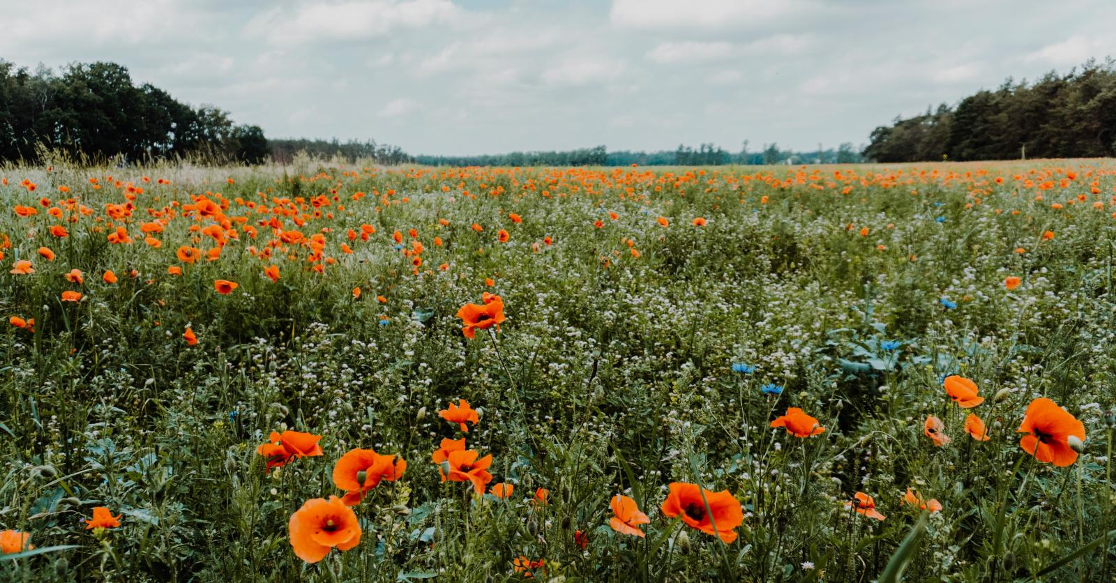 Belgique: notre liste des champs de fleurs à couper en libre-service