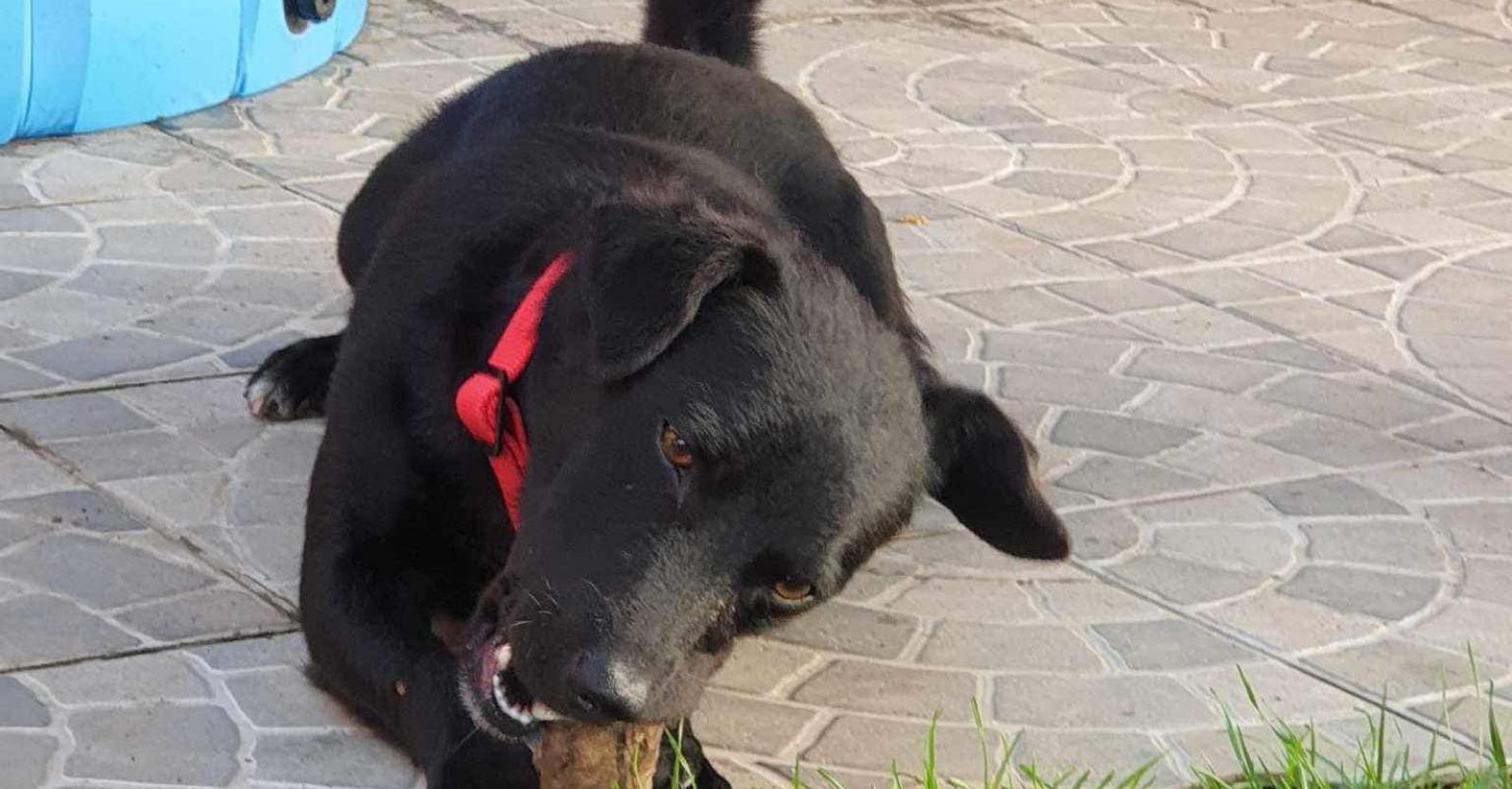 Baasje gezocht voor kleine Cas: “Hij wacht al meer dan een jaar” - KW.be