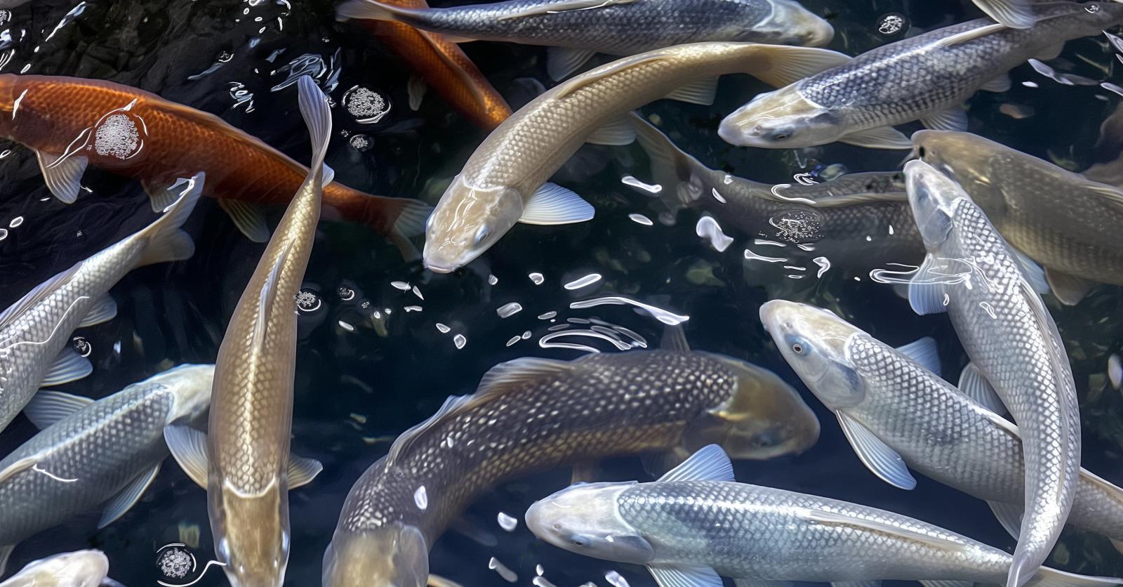 In halve eeuw is 80 procent van de zalmen en palingen verdwenen uit ...