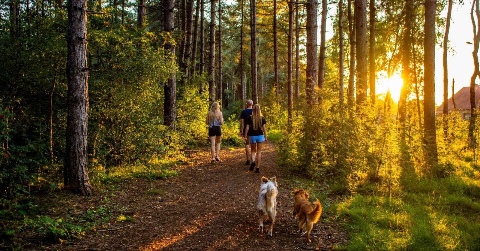 Wandelroute in Limburg: Kattenbos bij Lommel - Libelle