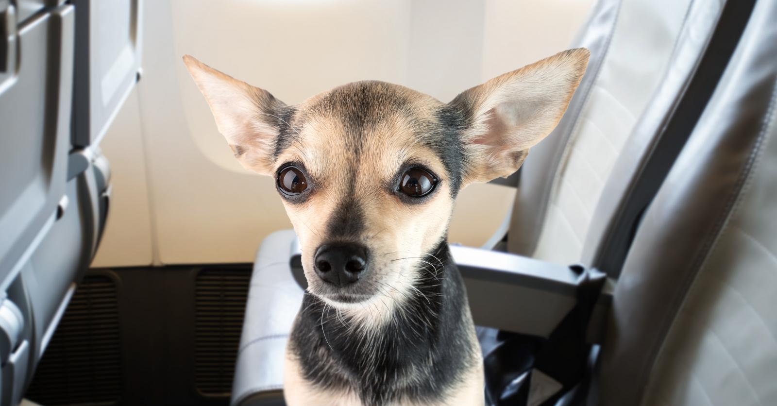 Partir en avion avec son chien c’est possible mais à quel prix