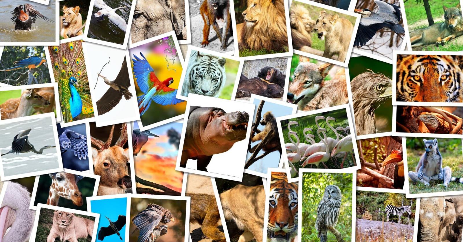 Hélène et les animaux - Télépro