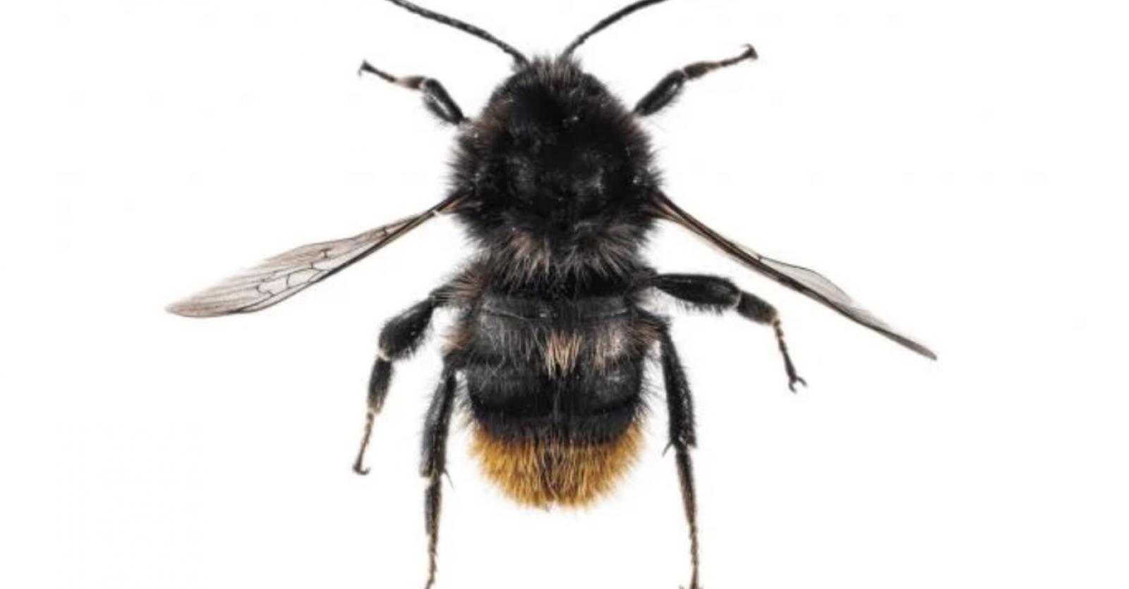 Dirk Draulans’ Beestenboel: het ziet er niet goed uit voor grashommel ...