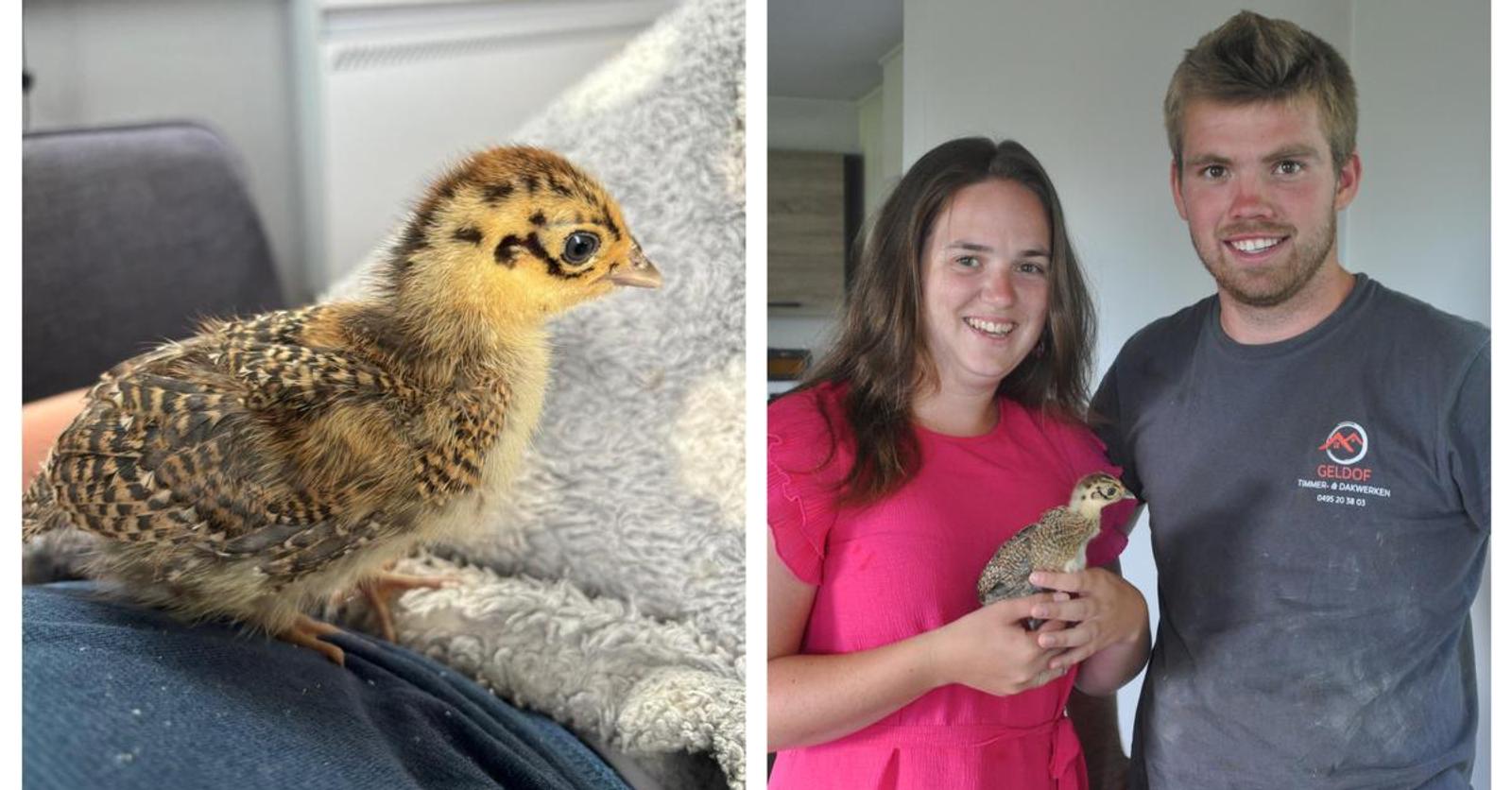 Pietekootje is kruising van kip met fazant: “We voeden het beestje zelf ...