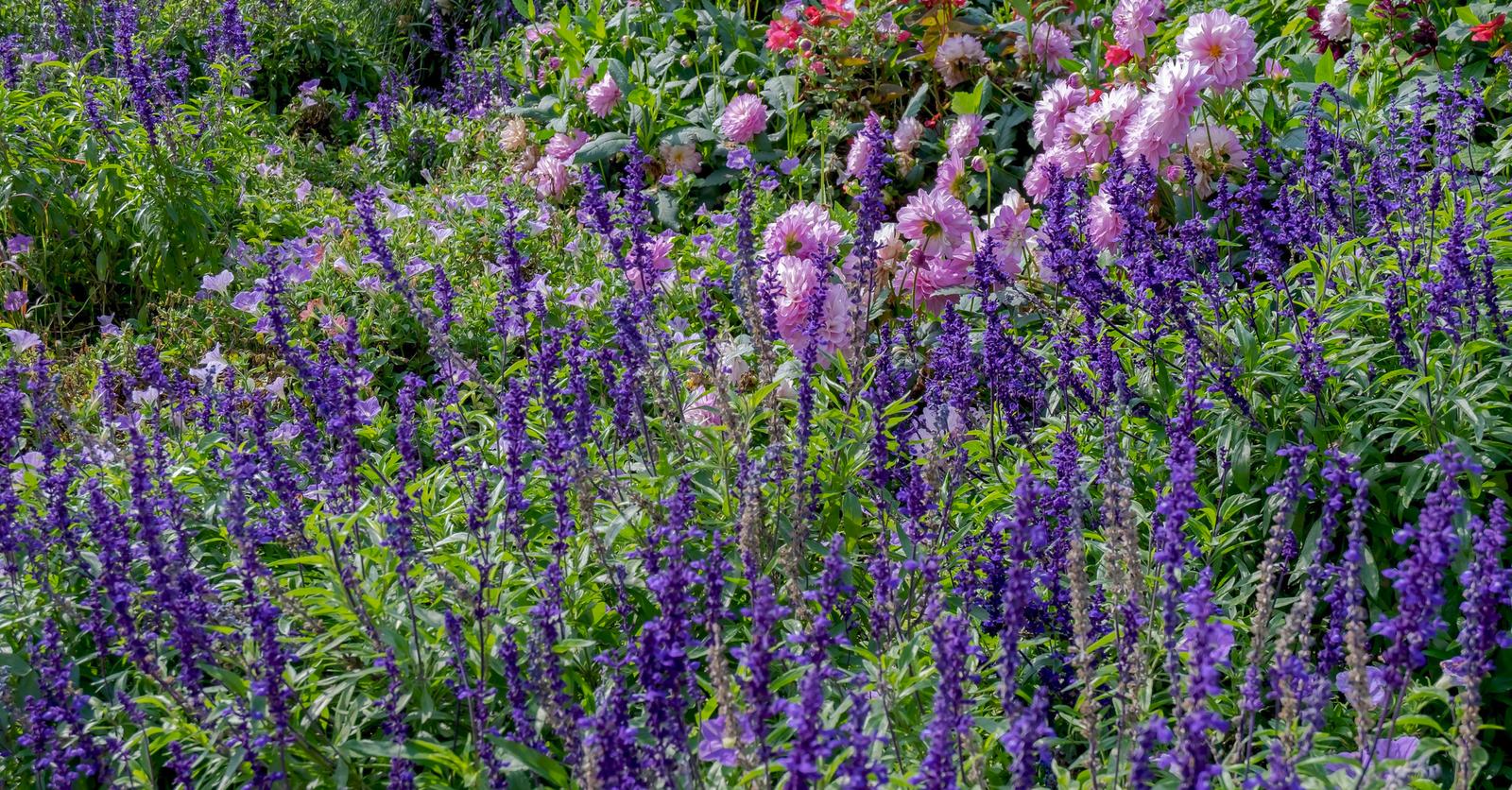 Paarse bloemen in de tuin: van deze planten geniet je jarenlang - Libelle