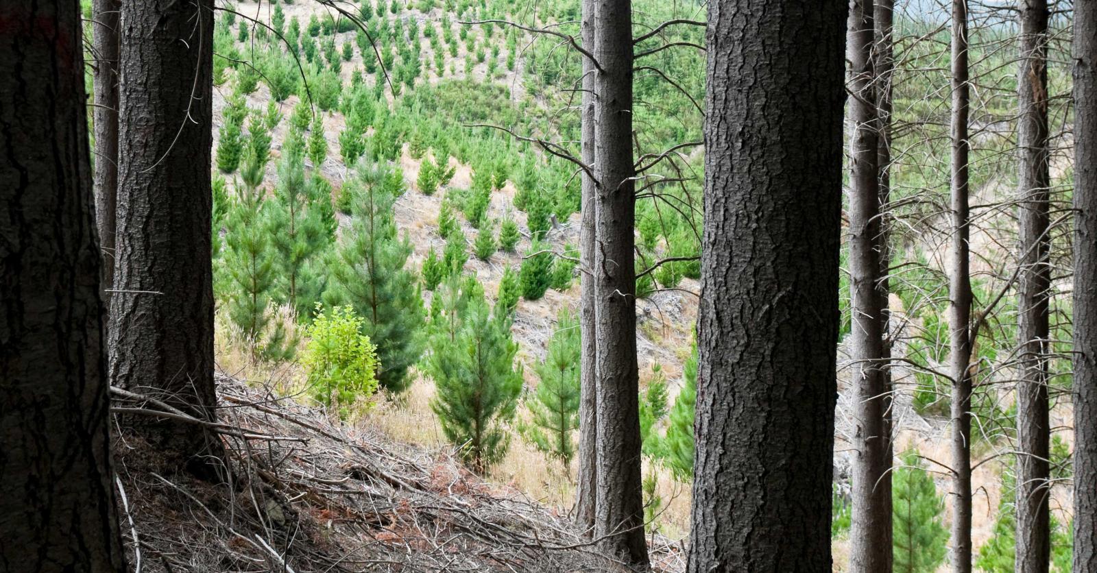 Bomen planten om het klimaat te redden? Laat de natuur het zelf doen