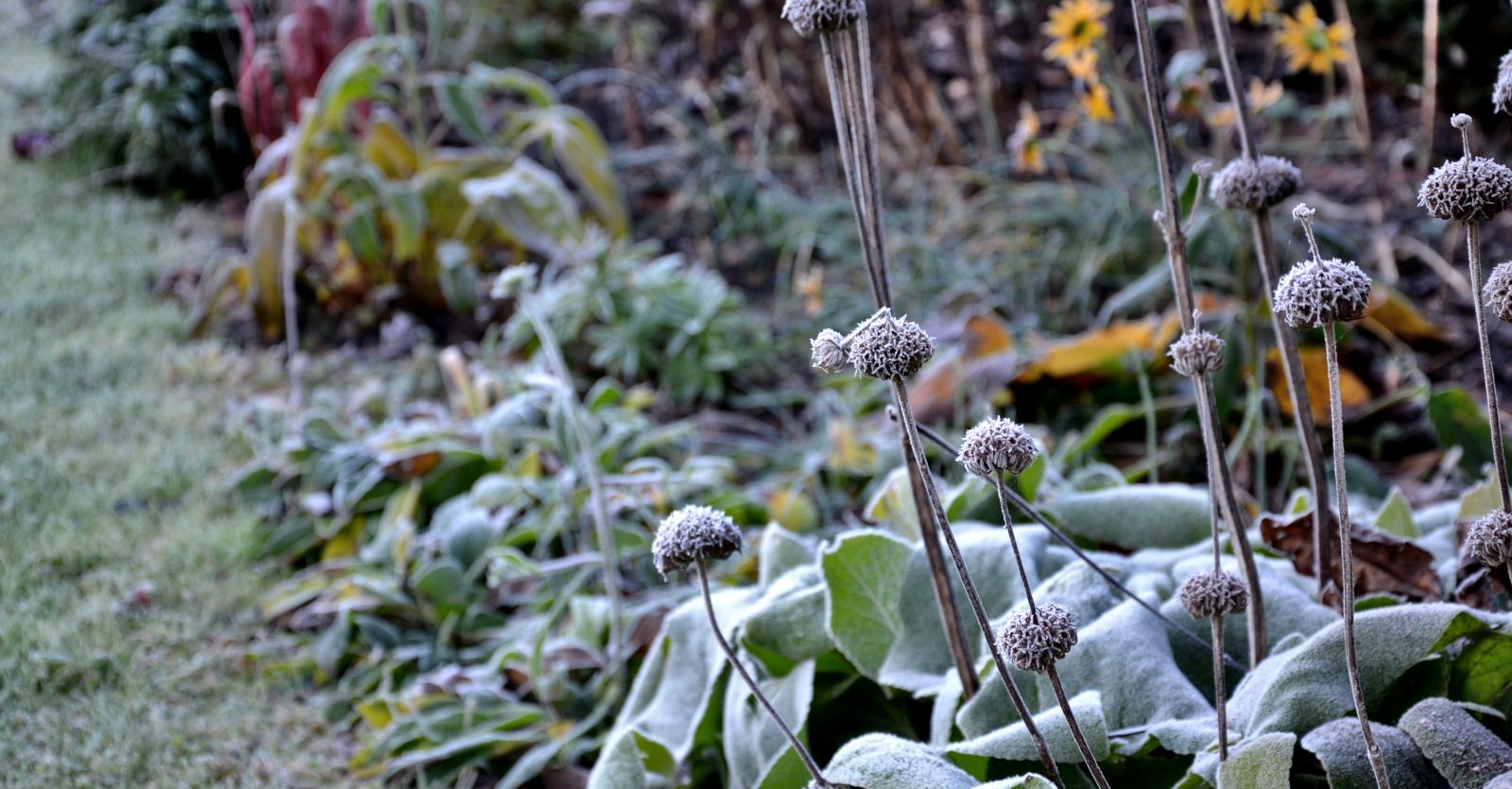 10 wintergroene vaste planten in de tuin - Libelle