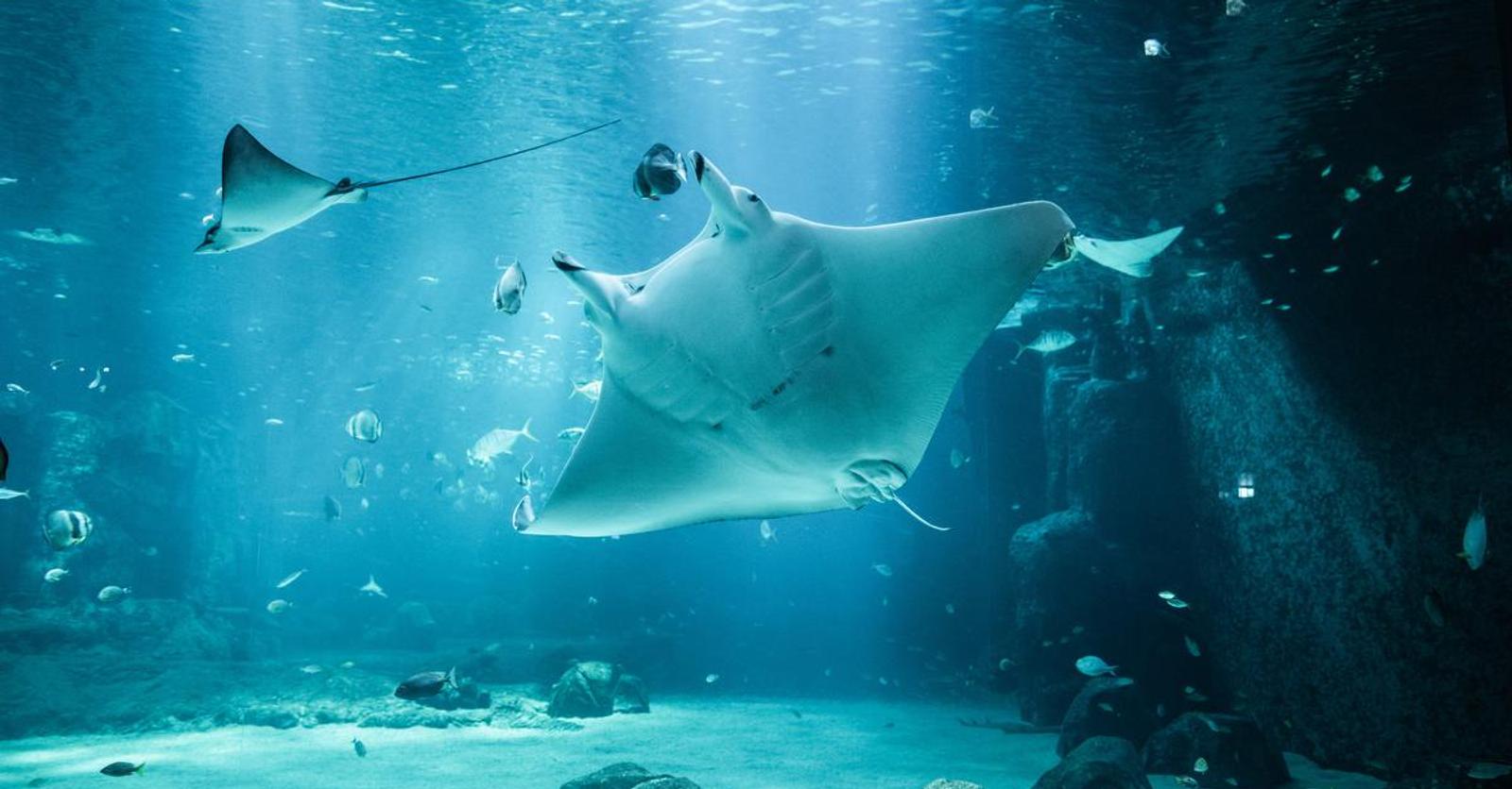 Ontdek de magische onderwaterwereld bij Nausicaá