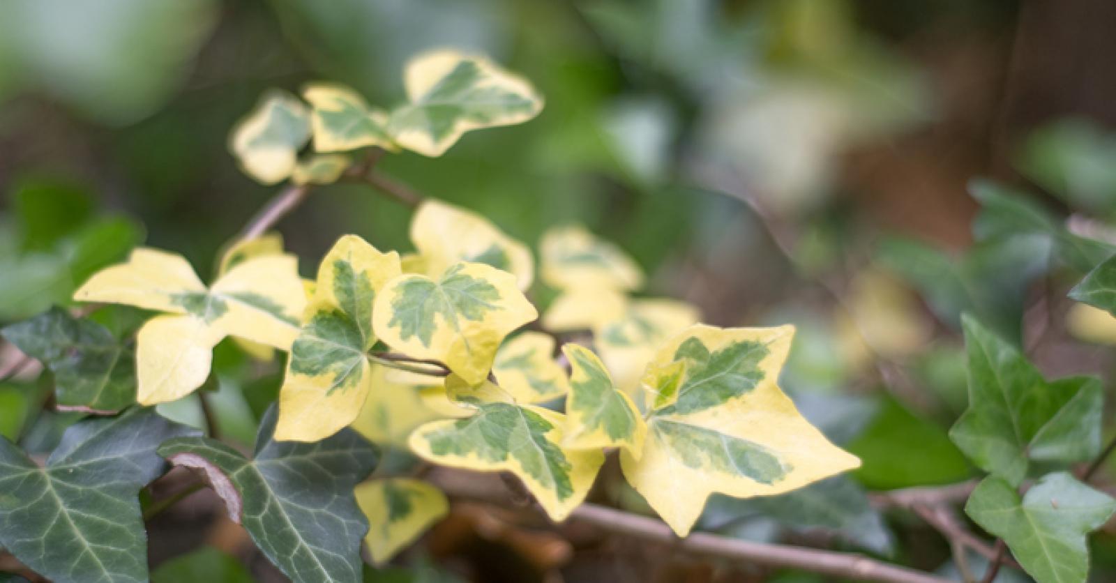 7 redenen om voluit voor klimop te kiezen in je tuin - Libelle