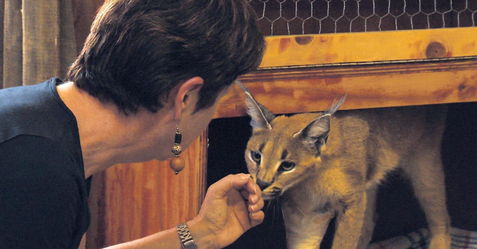 Das Waisenhaus für wilde Tiere - Télépro