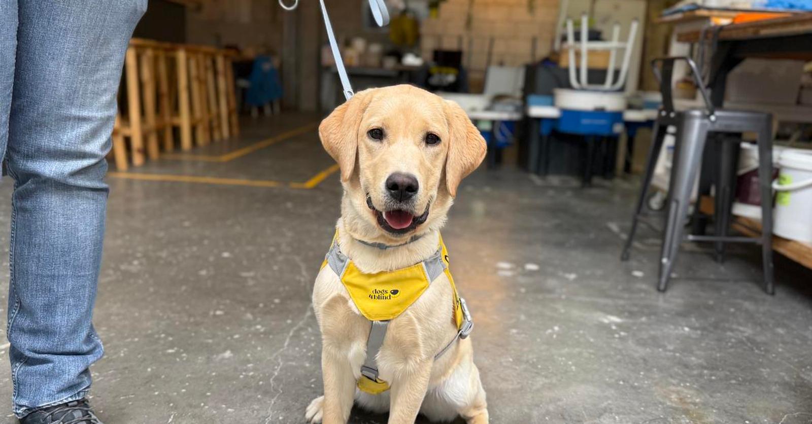 Dit is labrador Leonie en ze is dringend op zoek naar een gastgezin ...