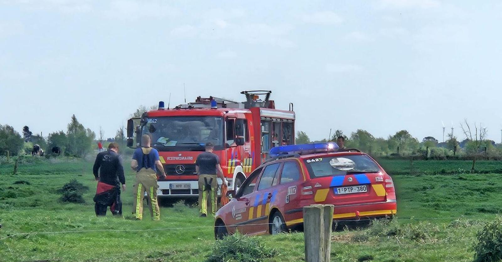 Brandweer redt koe van verdrinking in vijver - KW.be