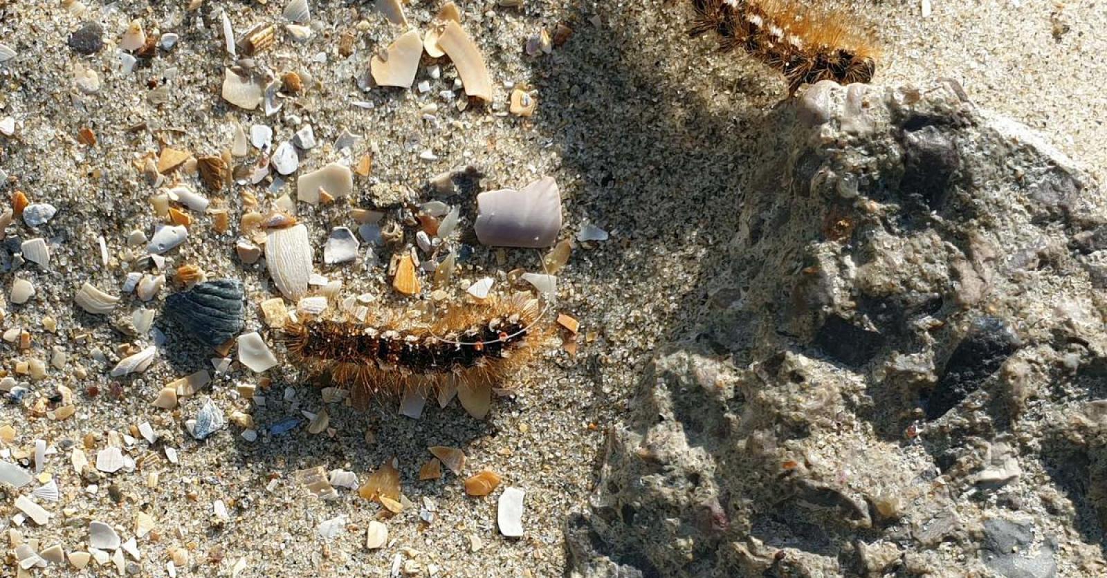 “Haren kunnen voor jeuk, uitslag en ademhalingsproblemen zorgen ...