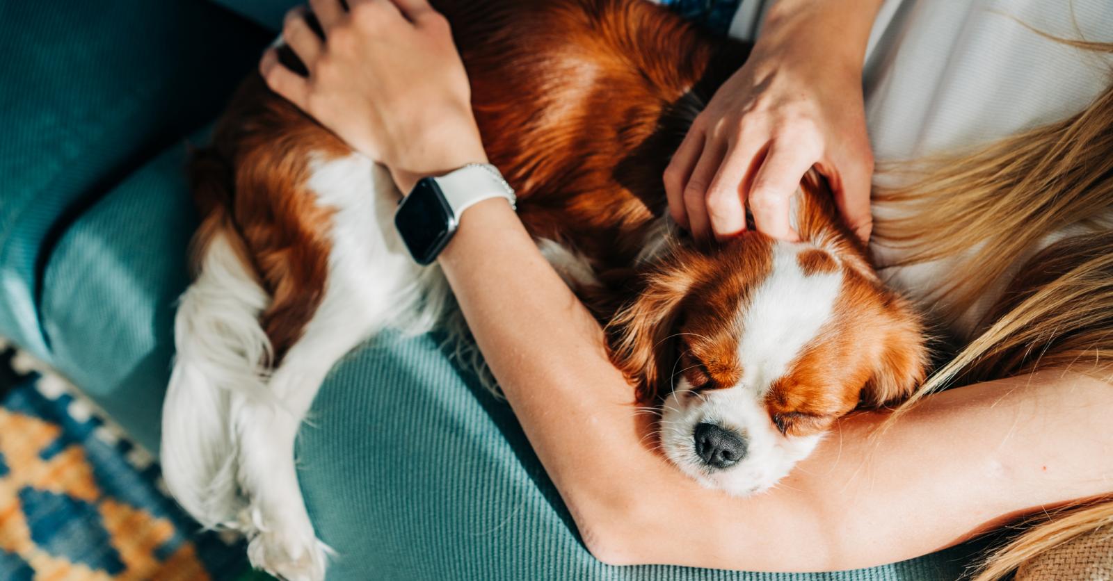 Adopter un animal de compagnie? Les règles vont bientôt changer en Wallonie