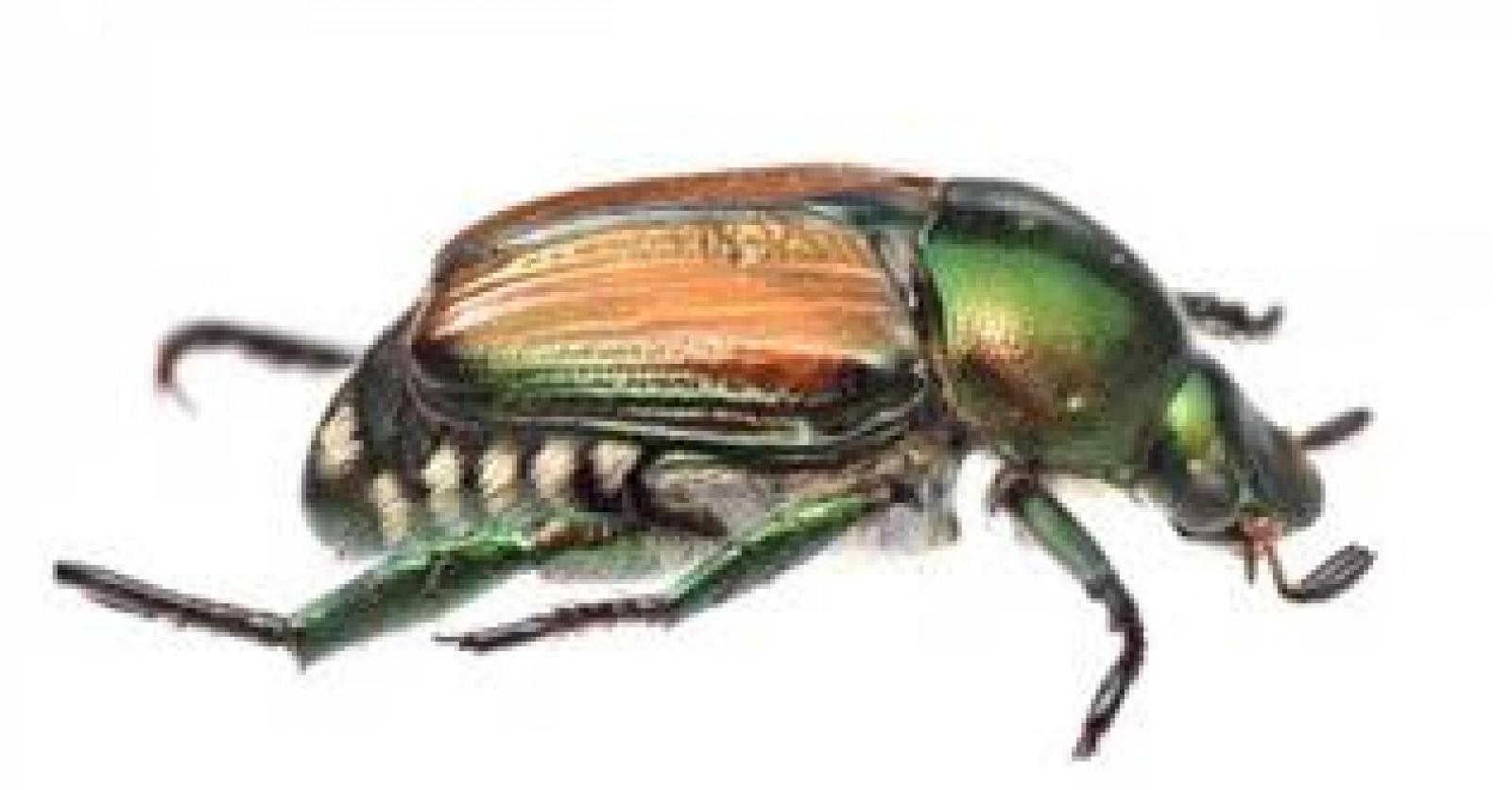 Erg schadelijke Japanse kever voor eerst aangetroffen in België ...