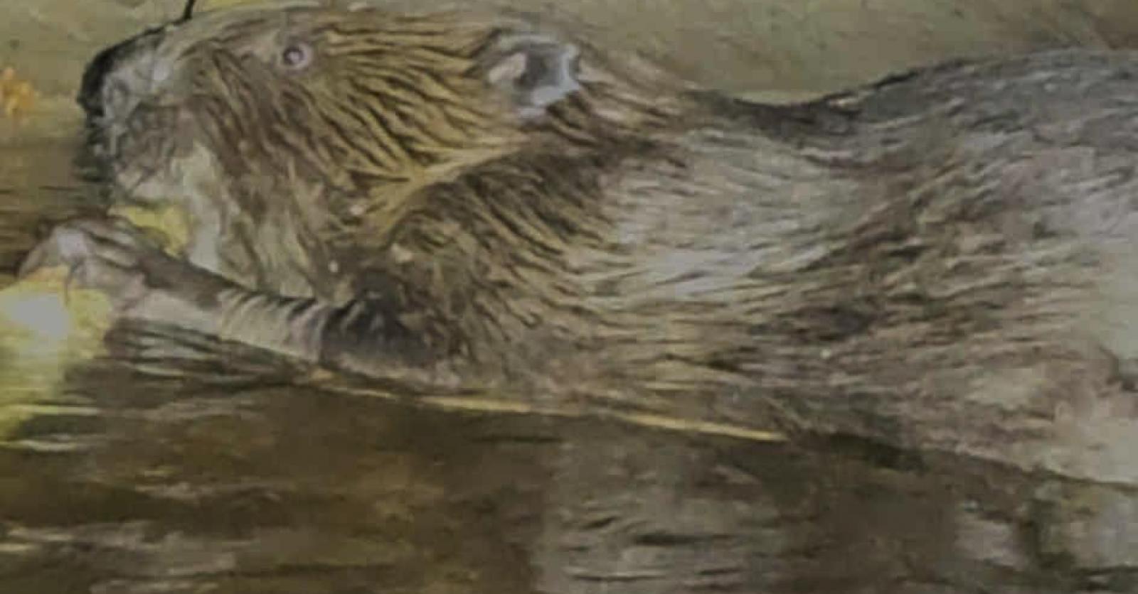 Jilbab bokep viral mad CBJ skills-I'd never say as good as