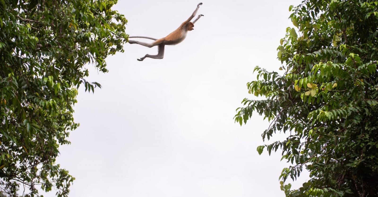Les outsiders du monde animal - Télépro