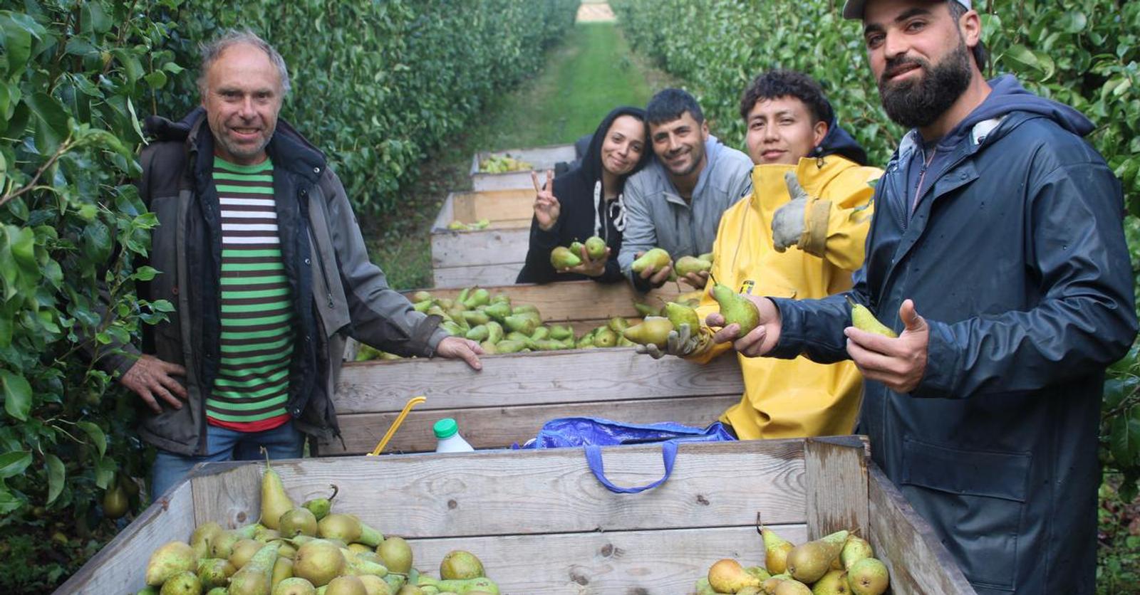 Bewoners van Clep Fedasil helpen fruitkwekerij ‘t Bloesemhof uit de ...