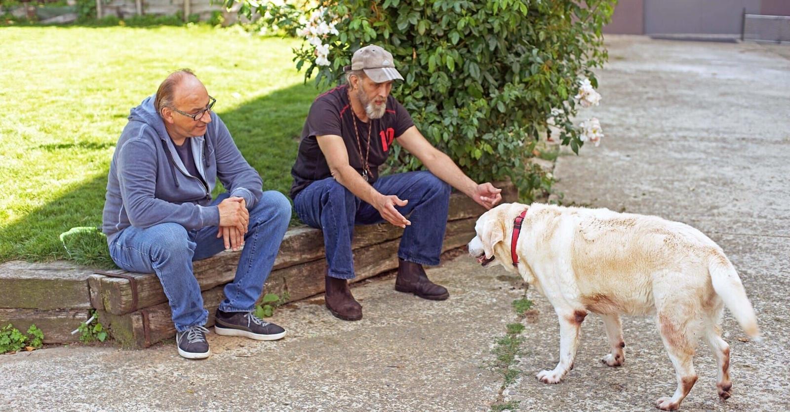Chiens et chats sans collier - Télépro
