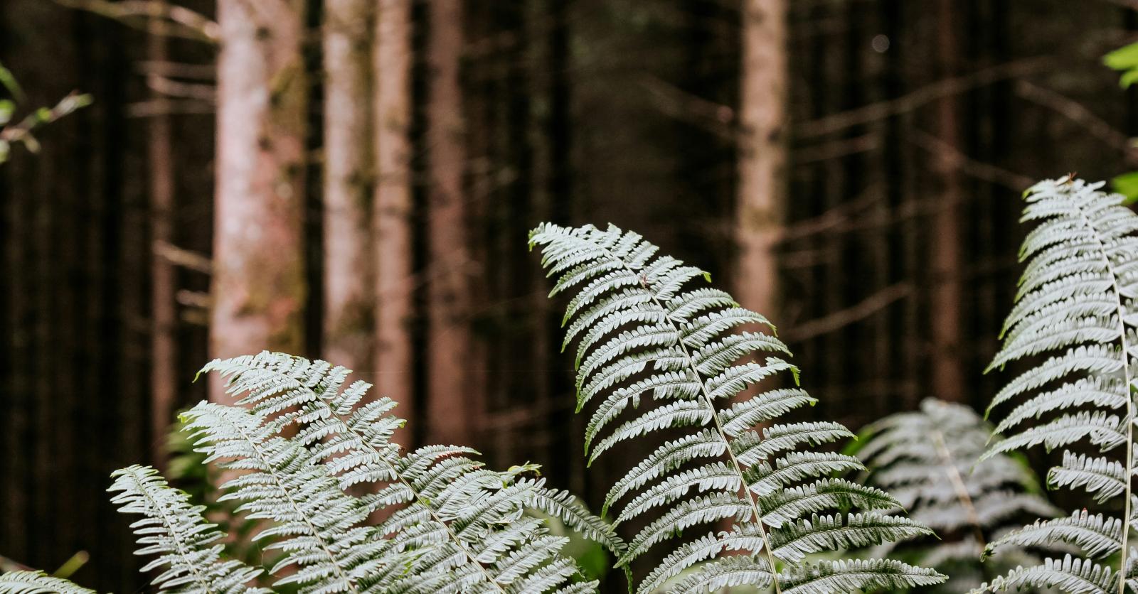 Guide des plus belles randonnées de Belgique