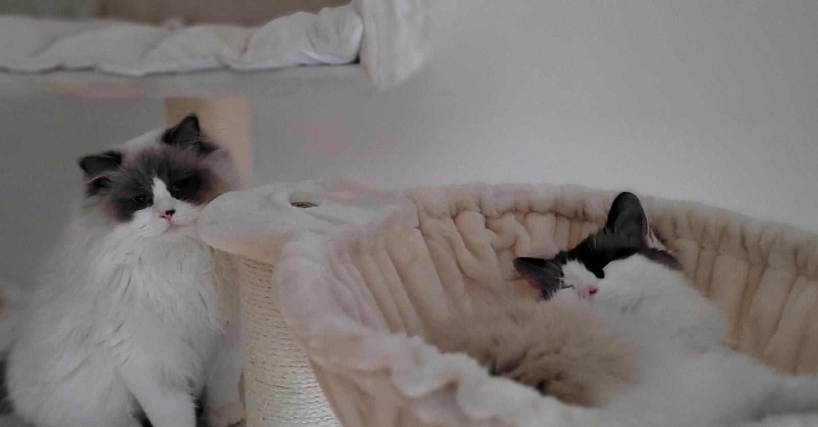 Groeten uit Zweden: “Kat Mattis is té lief en makkelijk, het werd hem ...